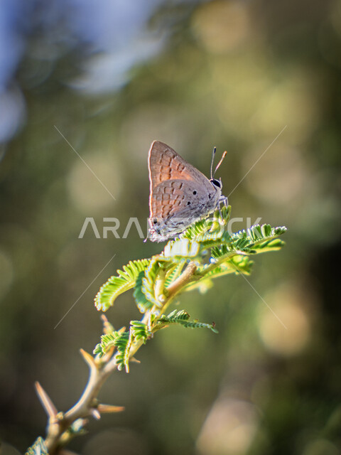 An insect in a nature reserve in the Kingdom of Saudi Arabia, a close ...