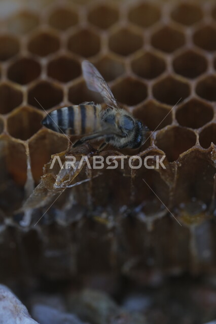 Saudi local national product, close-up photo of a bee in a hive in Taif ...