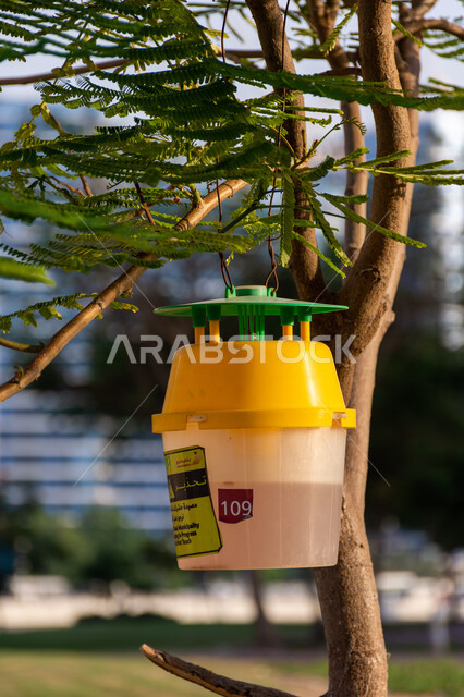 Insect trap hanging on a tree in a park in Dubai, environmental ...