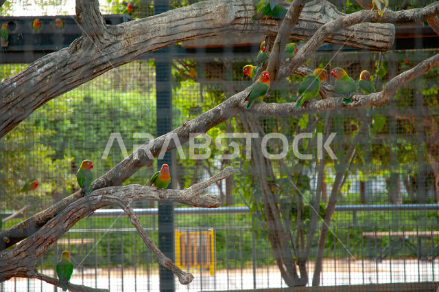 Natural reserves for animals and birds in Riyadh, a close-up photo of a ...