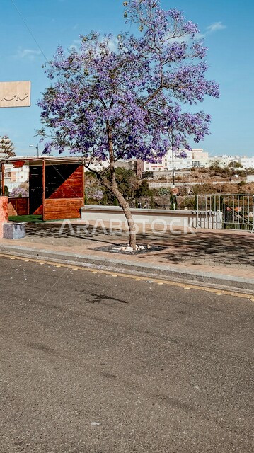 The beauty of the picturesque and charming nature in the streets of the ...