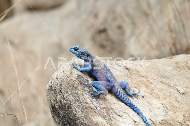 Wildlife of reptiles in the desert areas of Wadi Taif, a close-up of a ...
