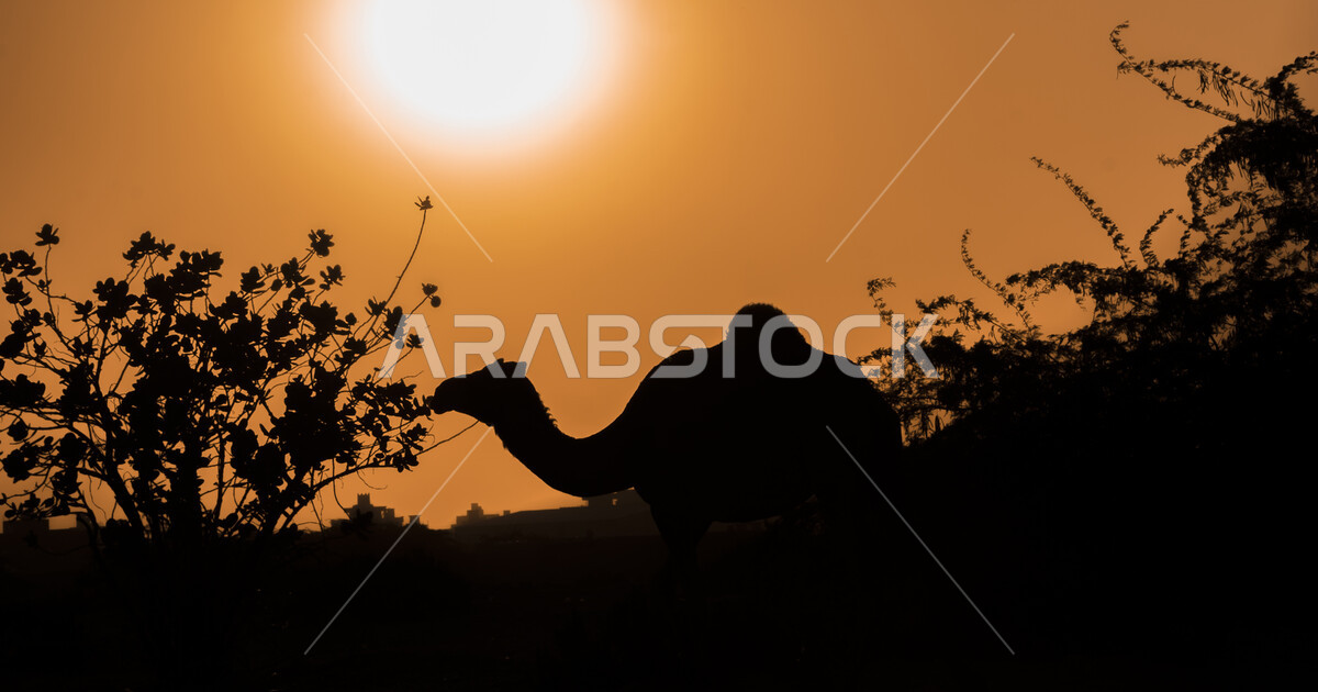 Shadows of camels walking in the wilds of saudi Arabia at sunset ...