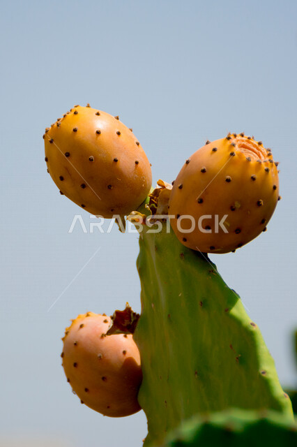 Close-up of prickly pear fruits in one of the farms in the Kingdom of ...