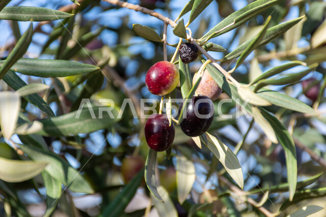 Lands, fields and farms of the Kingdom of Saudi Arabia, green olive ...