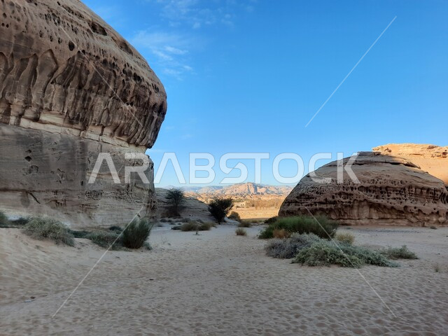 نمو النباتات البرية والشوكية في الصحراء، الأماكن السياحية في المناطق ...