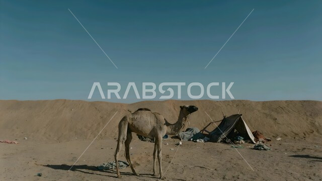 Camel farms in the deserts of Kuwait, a camel standing on the soft ...