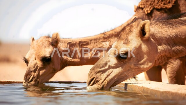 Camel farms in desert areas, formations and sand dunes, close-up of two ...