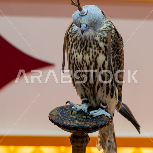 A symbol of strength, challenge and sharp vision, a purebred Arabian ...