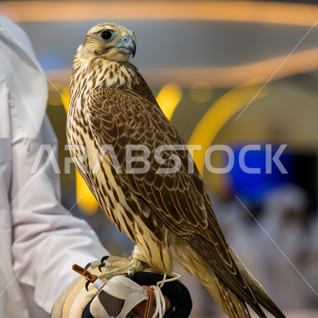Purebred Arabian Falcon at Katara International Hunting and Falconry ...