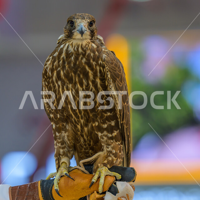 A symbol of strength, challenge and sharp vision, a purebred Arabian ...