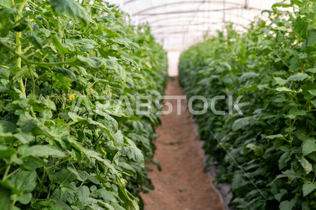 Progress and development of the agricultural sector in Qatar, local ...