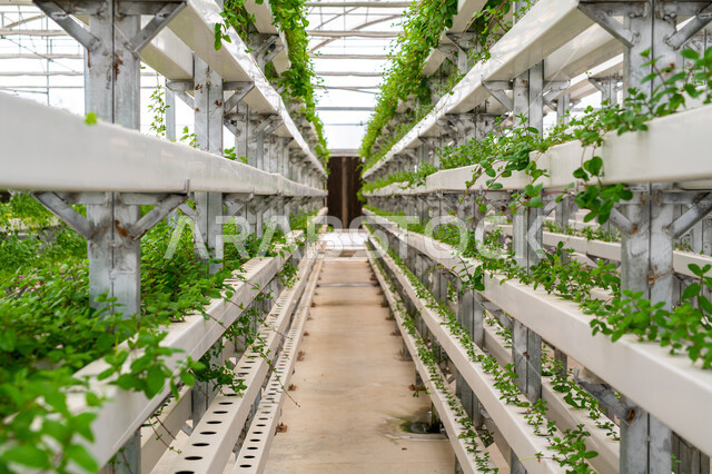 Development and progress of the agricultural sector in Qatar, local ...