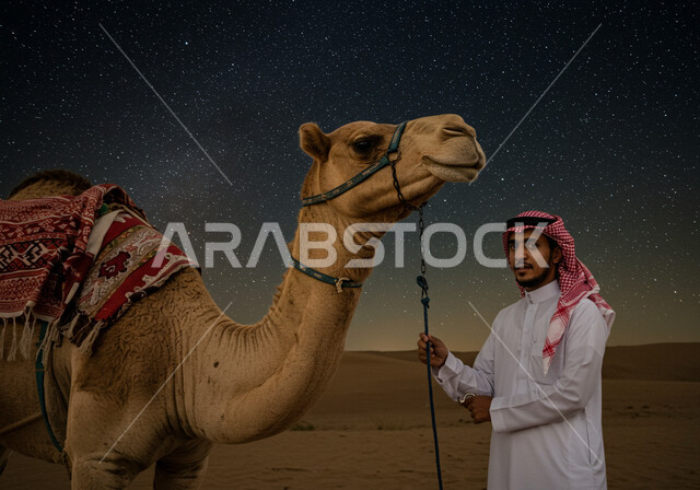 Camel care in desert areas, nature reserve for camel breeding, soft ...
