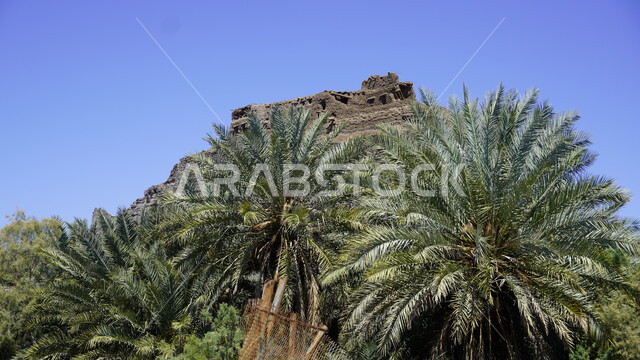 Trees surrounding the historical heritage castle of Khaybar Fort in ...
