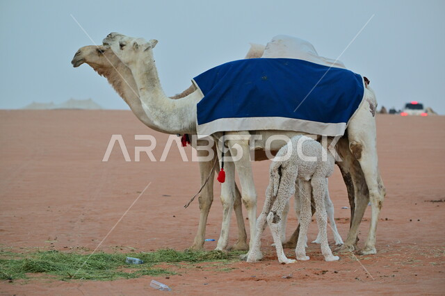 King Abdulaziz Camel Festival, female camel nursing her young in a ...