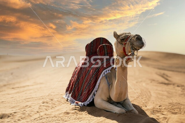 Camel care in desert areas, nature reserve for camel breeding, sand ...