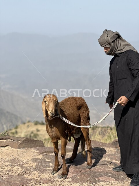 Eid al-Adha sacrifice, care and attention for sheep and mammals ...