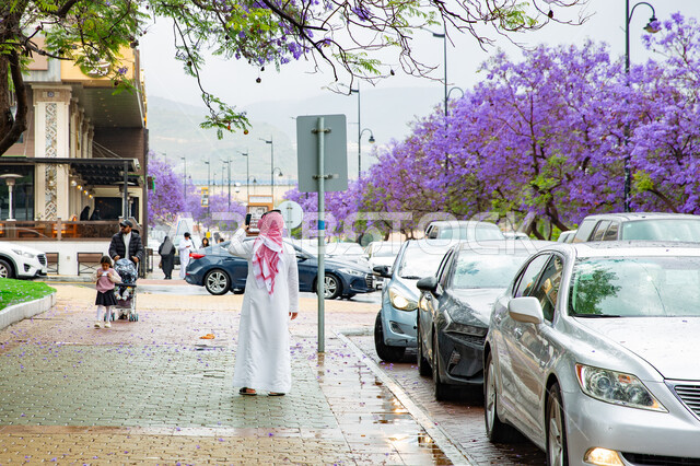 Jacaranda trees with their distinctive color in Art Street in Abha ...