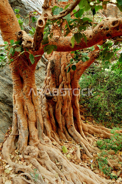 Large green trees with extended historical roots, fertile natural ...