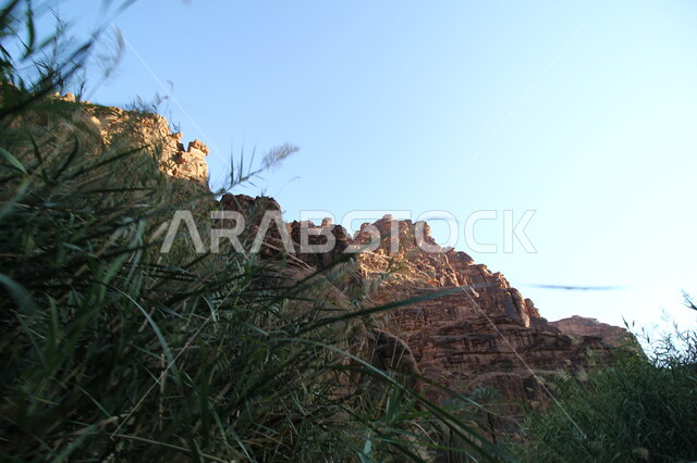 Wild and thorny plant growth, famous tourist place and area, Wadi Al ...