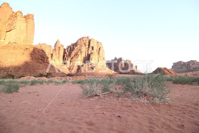 Wild and thorny plant growth, Wadi Al-Disah in Tabuk region during the ...