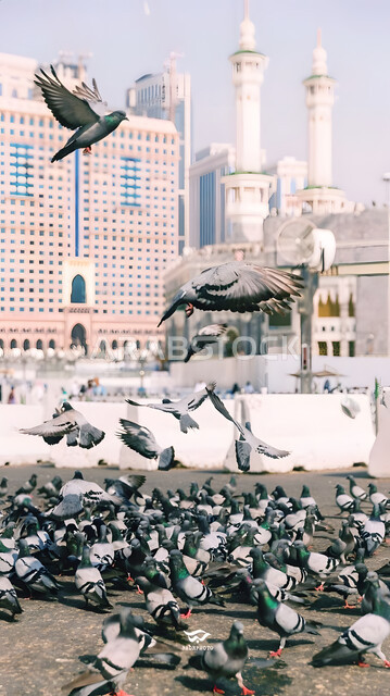 Birds gather in the courtyard of the Grand Mosque in Mecca, towers and ...
