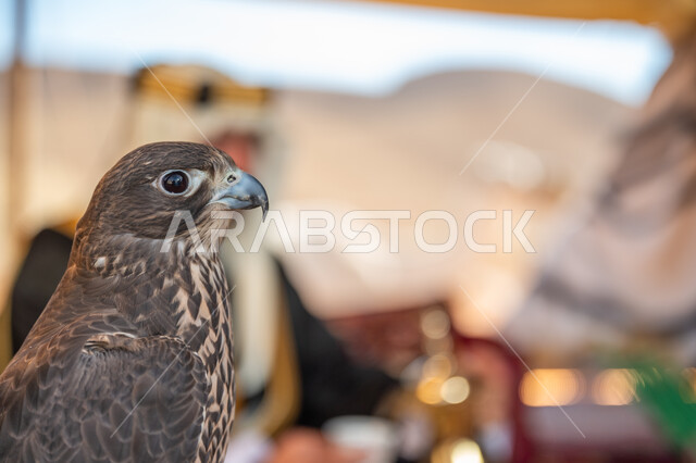 Interest in raising and training free birds, the anniversary of the ...