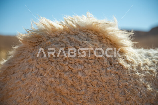 The great value of camels in the Arabian Gulf, a close-up of the hump ...