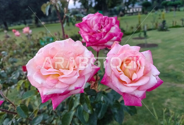 A picture of natural roses, the beauty of gardens and parks full of ...