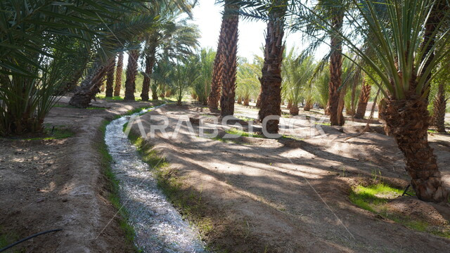 Interest in afforestation and agriculture in the desert, a nature ...