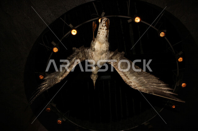 A model of a flying falcon in the Dubai Museum Al Fahidi Fort in the ...