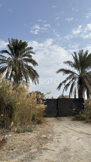 Green nature in Saudi Arabia, green palm trees and wild plants in ...