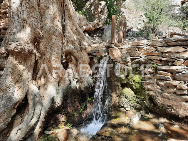 A tourist attraction in the Kingdom of Saudi Arabia, large green trees ...