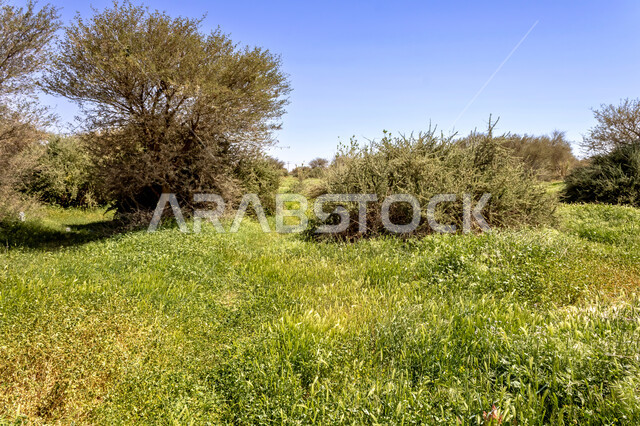 Spring plants in Rawdat Khuraim Reserve in Riyadh, a garden and natural ...