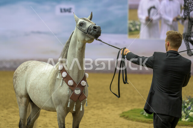 The Arabian Horse Festival, Qatar, horse racing in Doha, equestrian ...