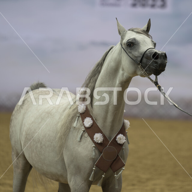 The Arabian Horse Festival, Qatar, horse racing in Doha, equestrian ...