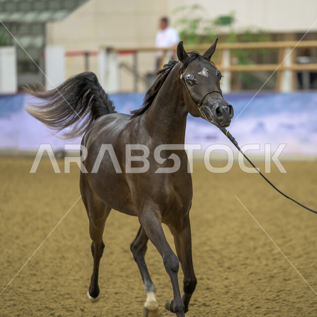 The Arabian Horse Festival, Qatar, horse racing in Doha, equestrian ...