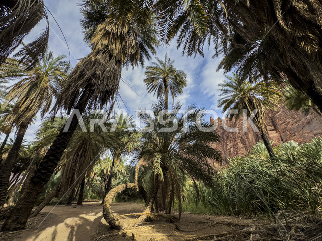 Wadi Al-Disah in Tabuk region during the day, the land of palm trees ...