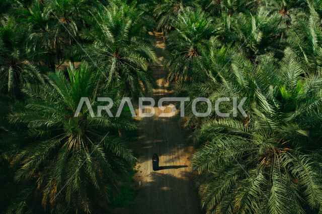 Palm trees in Huwailan farms in Buraidah, interest in agriculture ...