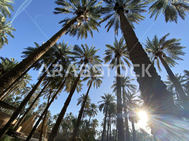 Palm trees in Huwailan farms in Buraidah, interest in agriculture ...