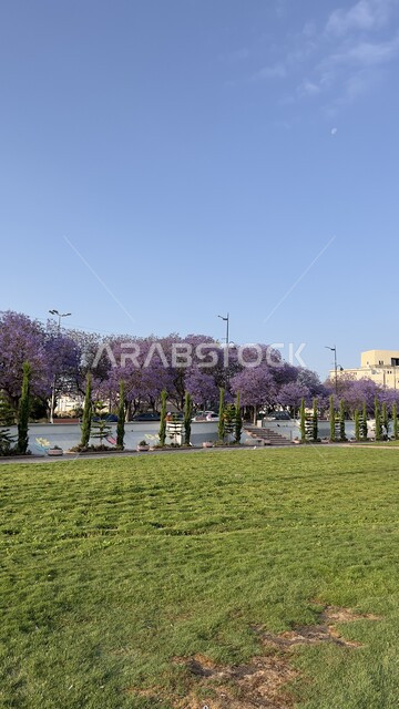 Jacaranda trees growing on Al-Fan Street in Asir region, roads and ...