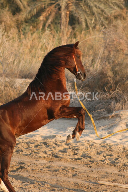 Close-up of a purebred Arabian horse, brown in color, breeding and ...
