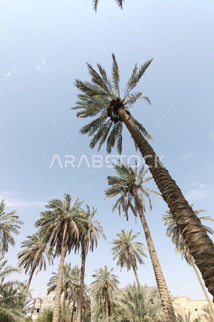 Green palm farms in the Kingdom of Saudi Arabia, a nature reserve for ...