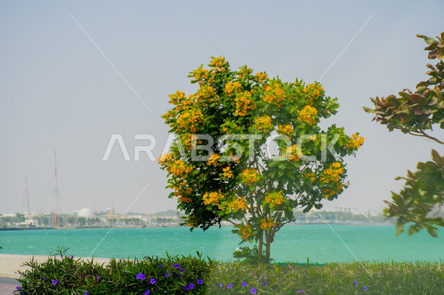 Tree growth on the Doha Corniche, attention to planting trees and green ...