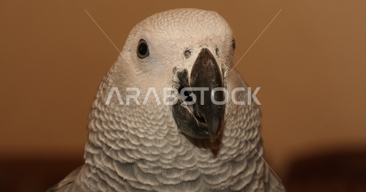 Close-up of a parrot with white feathers and black beak, a protected ...