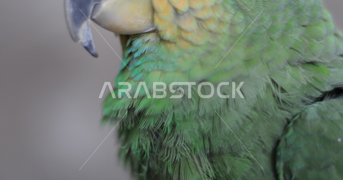 Close-up of a parrot in bright colors, a protected bird breeding ...