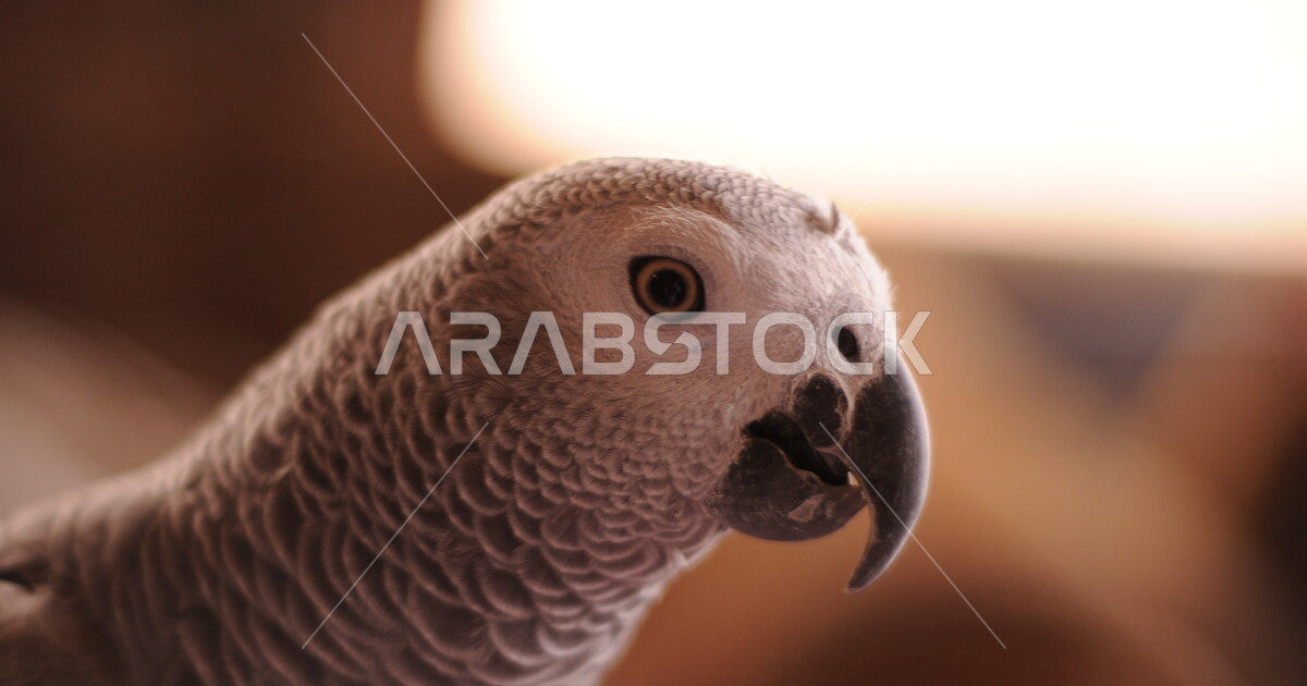 Close-up of a parrot with white feathers and black beak, a protected ...