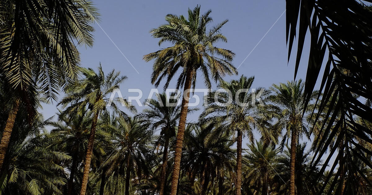 Green palm farms in the Kingdom of Saudi Arabia, a nature reserve for ...