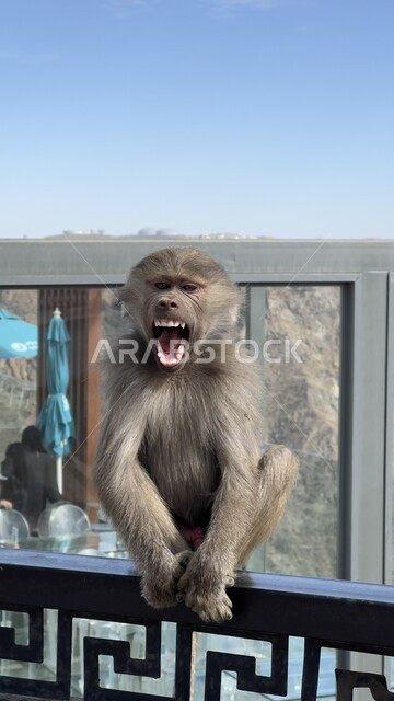 جلوس قرد البابون الشرس في ممشى الضباب، تواجد القرود في جبال أبها بمنطقة ...